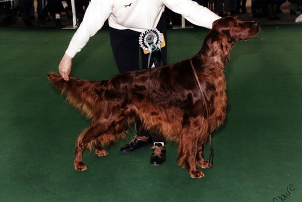 History of Breed - SEISC